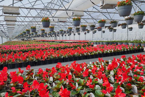 Indoor Vertical Farming Newsletter® | Sepehr Achard | Substack