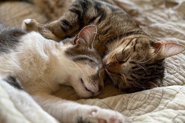 Shangrilogs | Kelton Wright | Substack