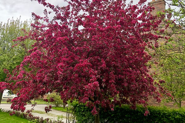 It's All About the Words by Claire Holden | Substack