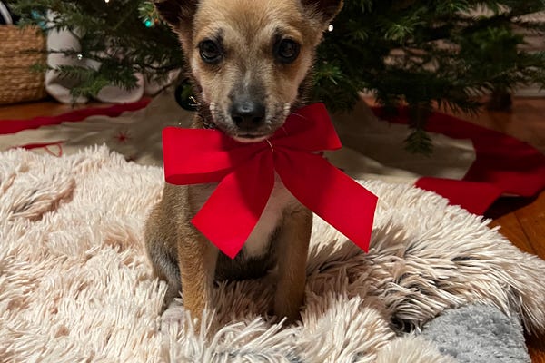 MostlyPeaceful.live | Julio Rosas | Substack