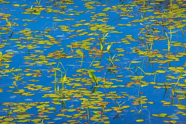 In The Garden Of His Imagination | David E. Perry | Substack