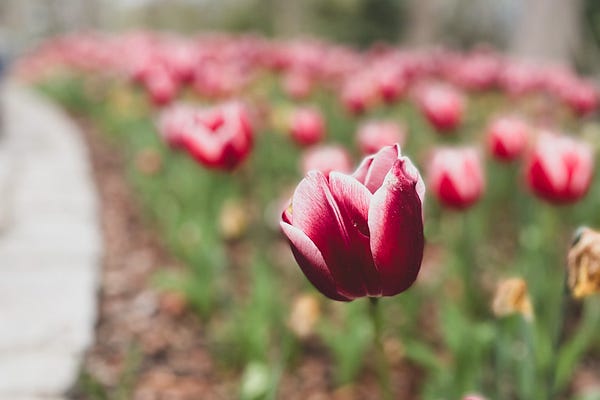 ALISON M. ENGLISH | Alison M English | Substack