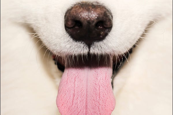 The Writing Shed with Tommy Tomlinson | Substack