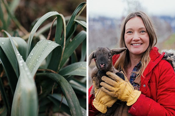 The Elliott Homestead Newsletter | Shaye Elliott | Substack