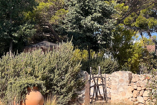 For The Curious | Ali Heath | Substack