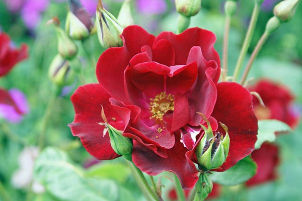 From Seed to Bloom | Camilla Grayley | Substack