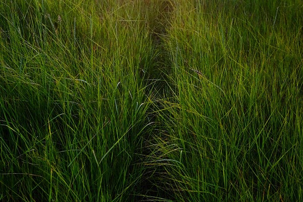 FlakPhoto Digest | Andy Adams | Substack