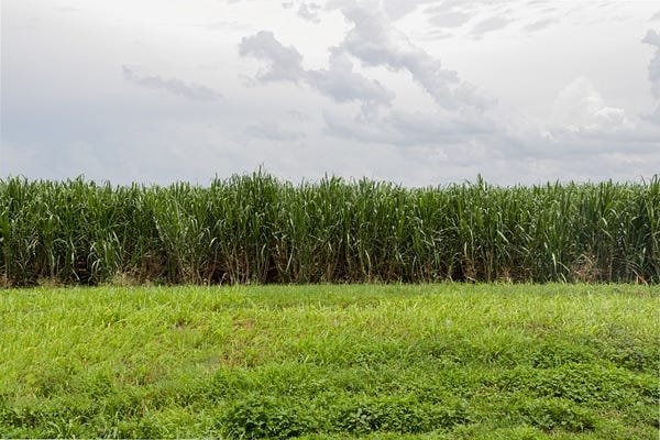 THE NEIGHBORLY FLORIDA | Lara Chapman | Substack