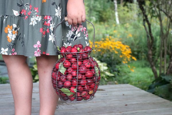 Practical Self Reliance | Ashley Adamant | Substack