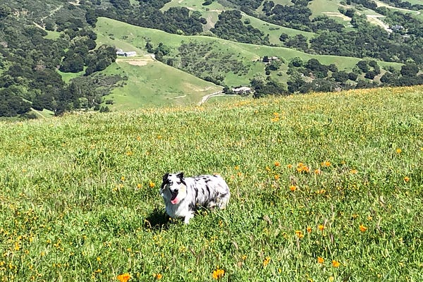 The Half Marathoner | Terrell Johnson | Substack