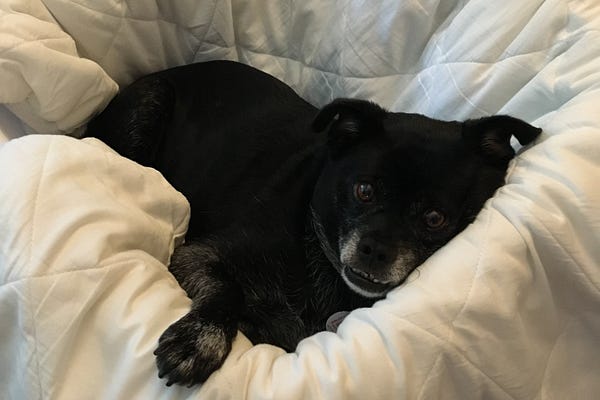 The Hollow | Dixie Dillon Lane | Substack