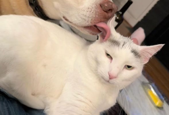 Off Message | Brian Beutler | Substack