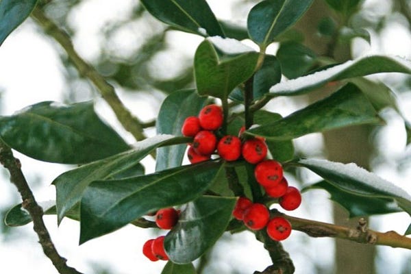 From Seed to Bloom | Camilla Grayley | Substack