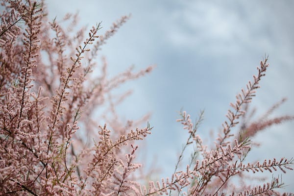 Practising Simplicity | Jodi Wilson | Substack