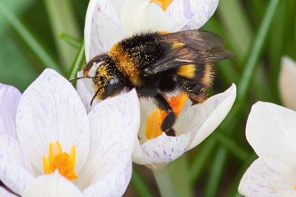 Plantaholics | Jess | Substack