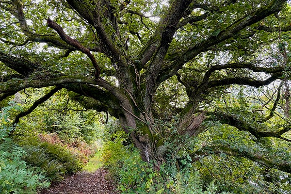 Creative Fuel with Anna Brones | Substack