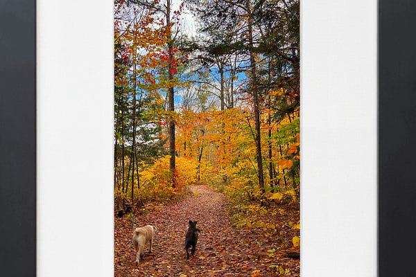 Tom Ryan, Author | Substack