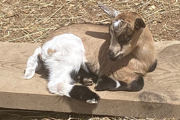 Wild Life with Amy Jay | Substack