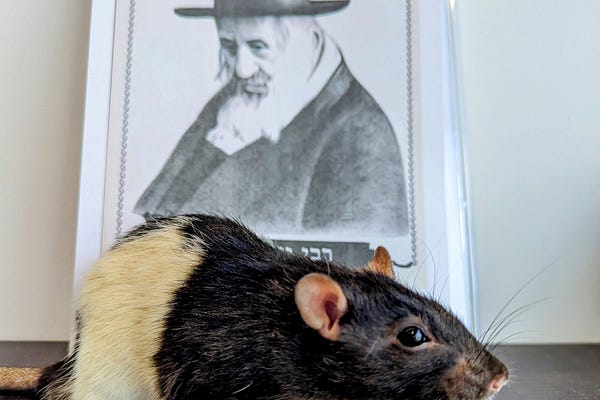 Rationalist Judaism | Natan Slifkin | Substack