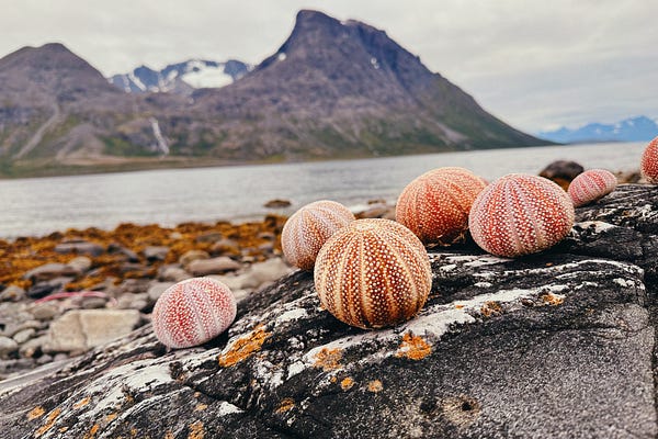 Creative Fuel with Anna Brones | Substack