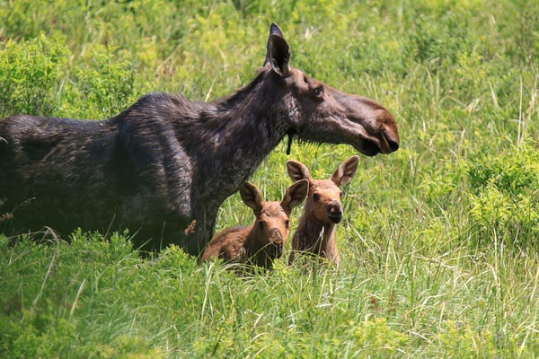 Murray’s Nature Across Canada Newsletter | Murray Shields | Substack
