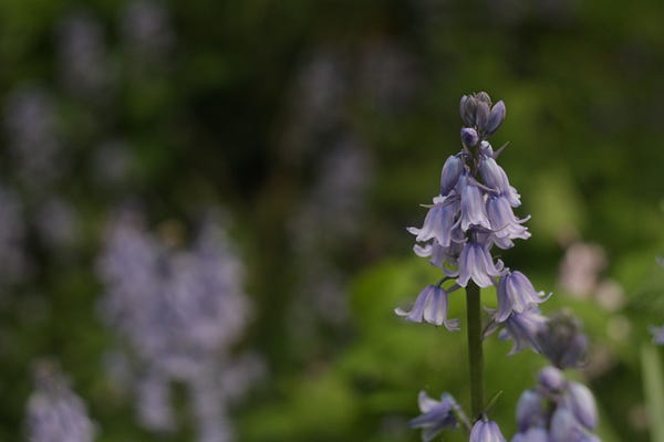 Urban Nature Diary | Thomas Winward | Substack