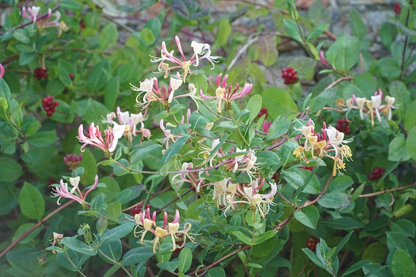 From Seed to Bloom | Camilla Grayley | Substack