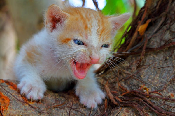 Bonner Private Research | Substack