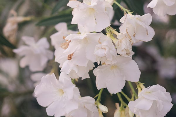 cuídate | Josefina H. Sanders | Substack