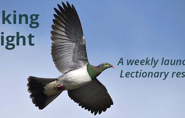 Taking Flight | Kereru Publishing | Substack