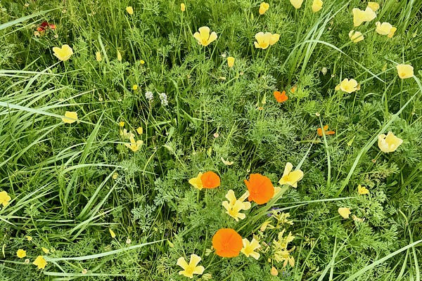 A Common Thread | Jess Kirby | Substack