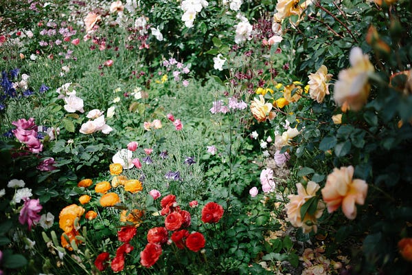 Practising Simplicity | Jodi Wilson | Substack