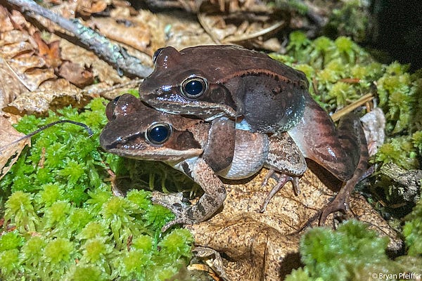 Chasing Nature | Bryan Pfeiffer | Substack