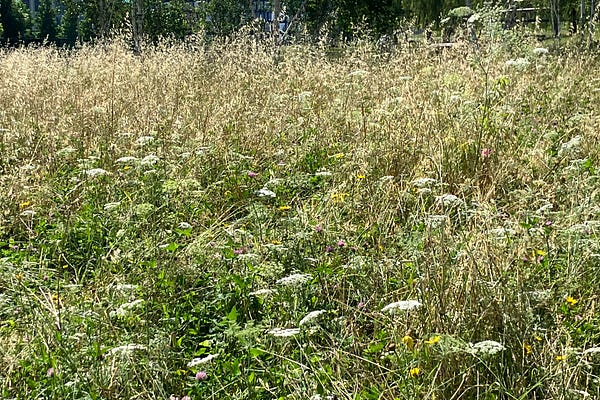 From Seed to Bloom | Camilla Grayley | Substack