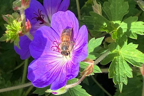 From Seed to Bloom | Camilla Grayley | Substack