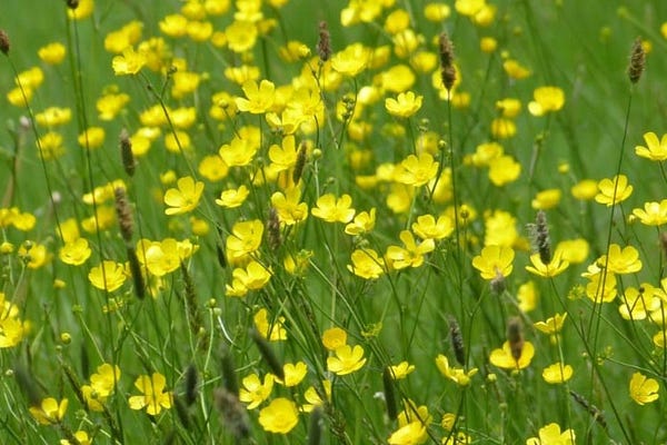 From Seed to Bloom | Camilla Grayley | Substack