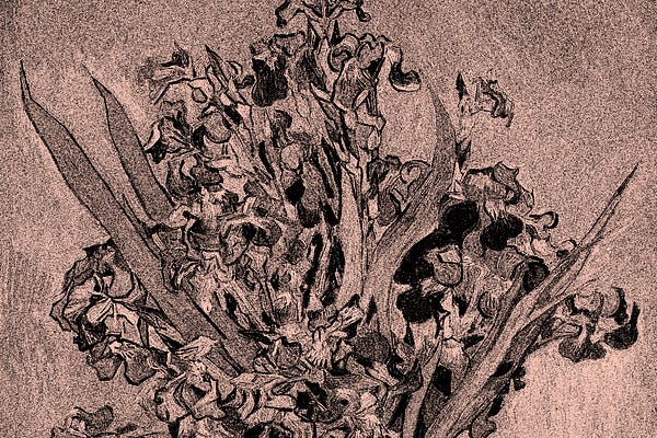 The Review of Beauty by Jessica DeFino | Substack