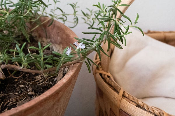 Tea Notes | Erin Boyle | Substack