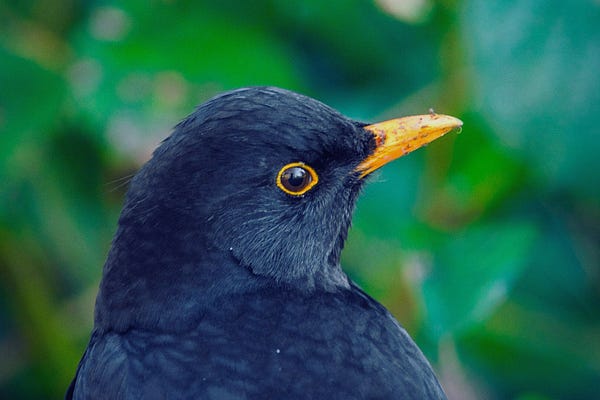 Death & Birds | Chloe Hope | Substack