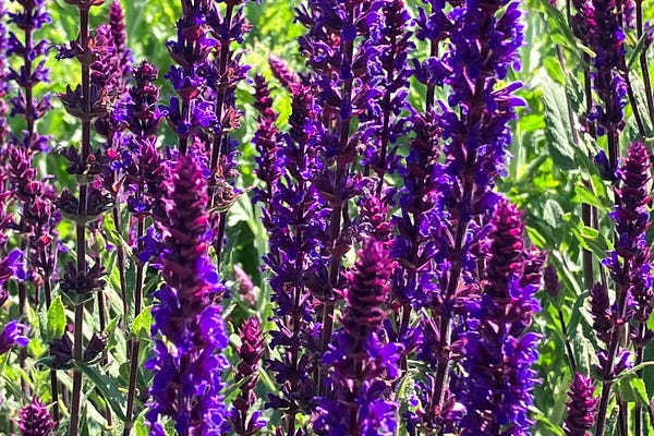 From Seed to Bloom | Camilla Grayley | Substack