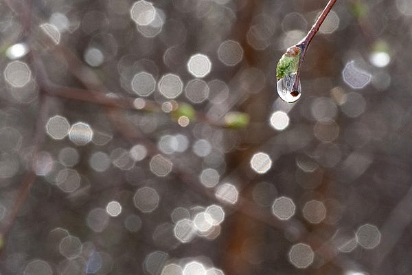 FLOW : Letters from the moss | Michela Griffith | Substack