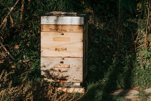 Pollination Garden | Mel Adams | Substack