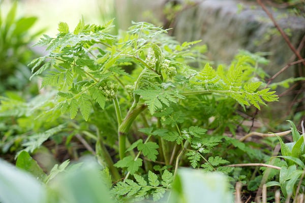 Wild Way: Gardening with Wildlife by Jack Wallington | Substack