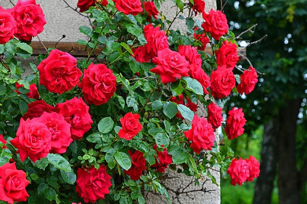 Plantaholics | Jess | Substack