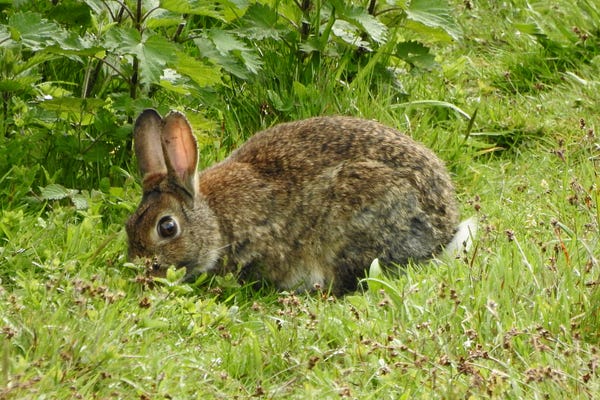 Tiffany Francis-Baker | Substack