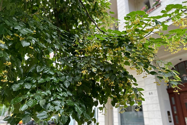 Letter from Berlin | Luisa Weiss | Substack