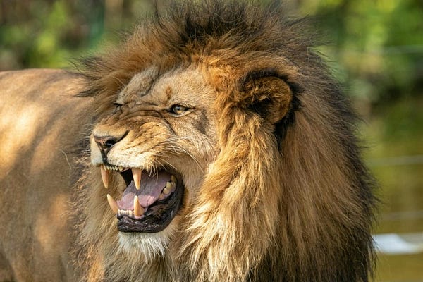 Radiant Frequency | Jennifer | Substack