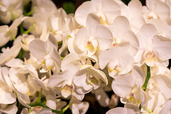 A Writer's Notebook | Summer Brennan | Substack