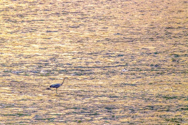 In The Garden Of His Imagination | David E. Perry | Substack