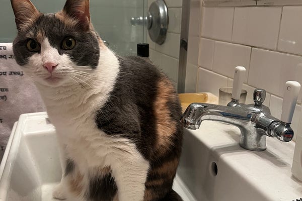 Ann’s Substack | Ann Hood | Substack